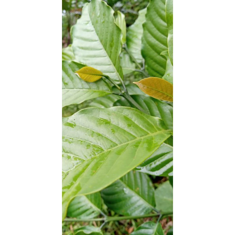 Jual daun kopi fress 1Kg | Shopee Indonesia
