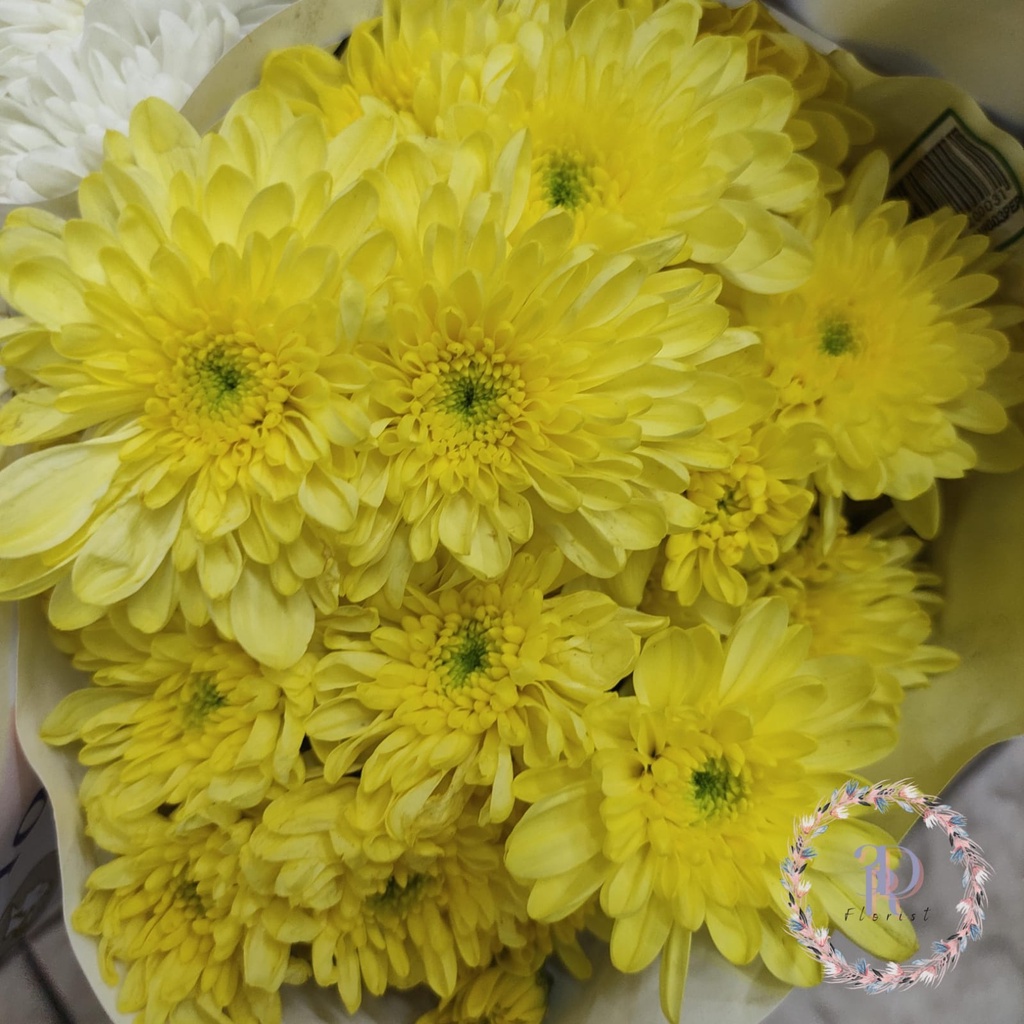 Jual Bunga Aster Jimla | Shopee Indonesia