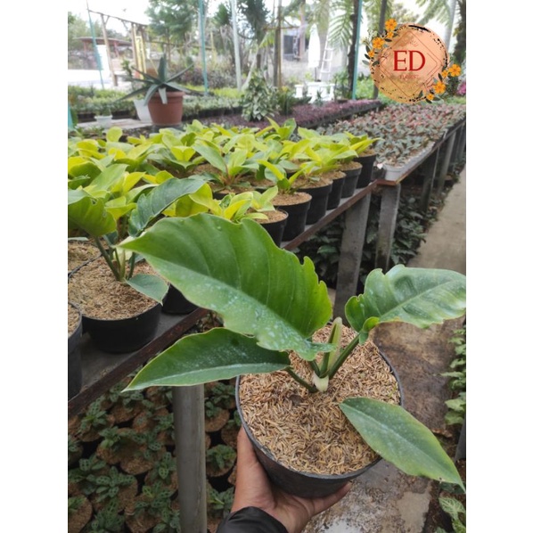 Jual philo Crocodile / grensaw (caramel green) | Shopee Indonesia