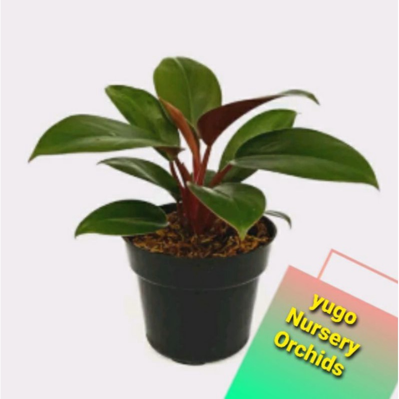 Jual Tanaman hias philodendron red congo / philo kongo / philo congo ...