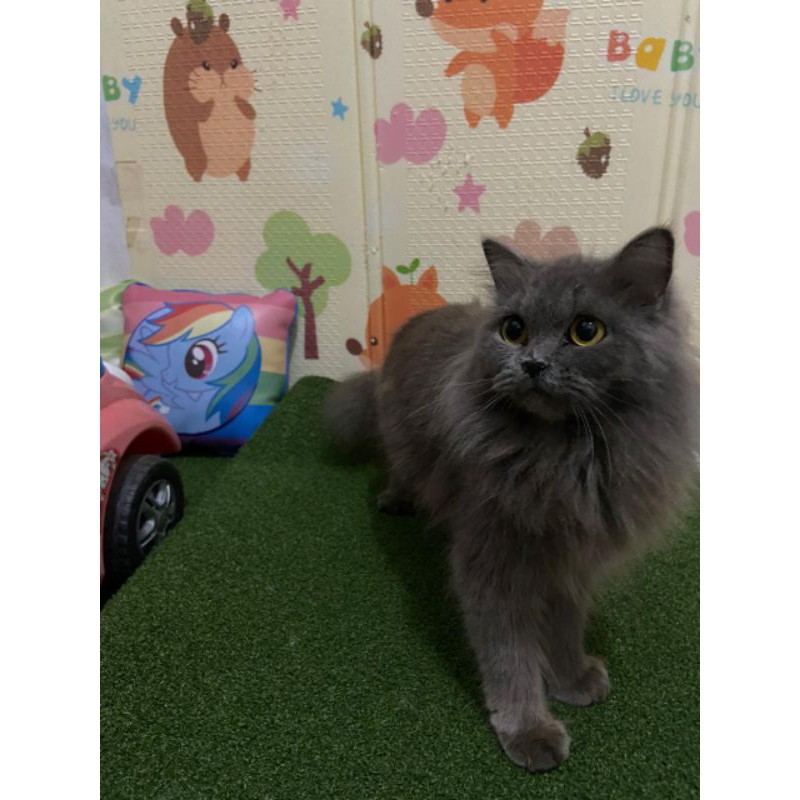 Jual KUCING KITTEN NORWEGIAN ABU SOLID | Shopee Indonesia