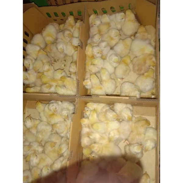 Jual 100 Ekor DOC Jantan Bibit Anak Ayam Pejantan Anakan Pedaging ...