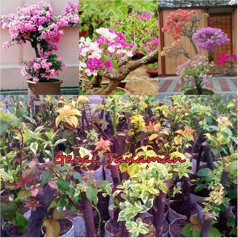 Jual Bibit Kembang Kertas Bugenvil 2 Warna | Shopee Indonesia