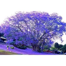 Jual Tanaman Bunga Jakaranda (Jacaranda mimosifolia)Bunga Biru Rimbun ...