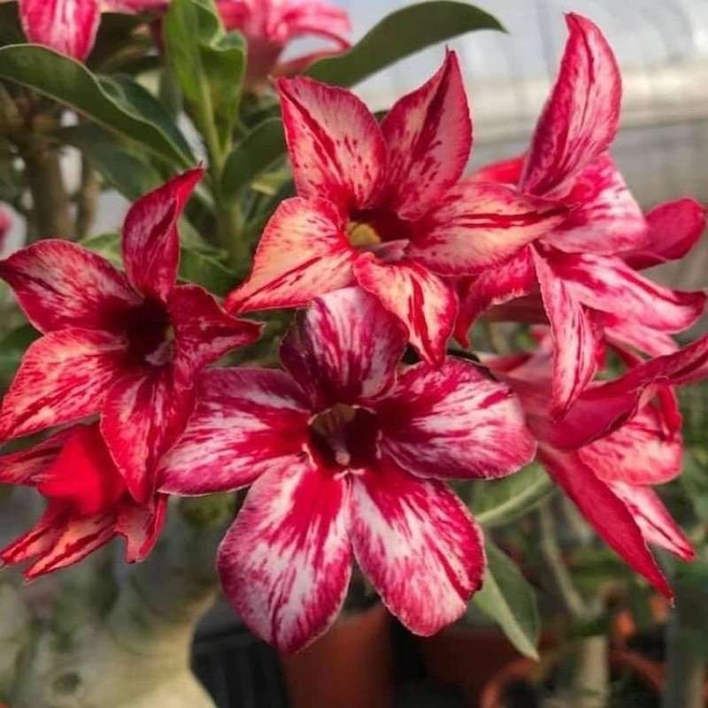 Jual bibit Adenium Kamboja bunga putri tadulako / Adenium Bunga Tumpuk ...