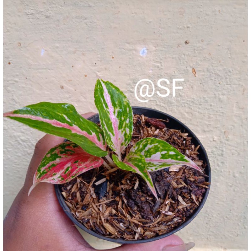 Jual AGLAONEMA BUTTERFLY MINION | Shopee Indonesia