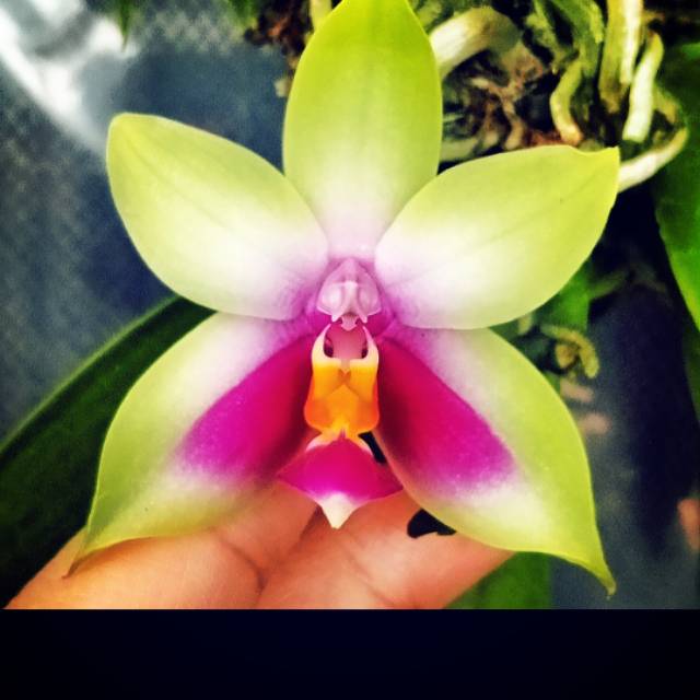 Jual ANGGREK PHALAENOPSIS BELLINA (155k) | Shopee Indonesia Jual ANGGREK PHALAENOPSIS BELLINA (155k) | Shopee Indonesia