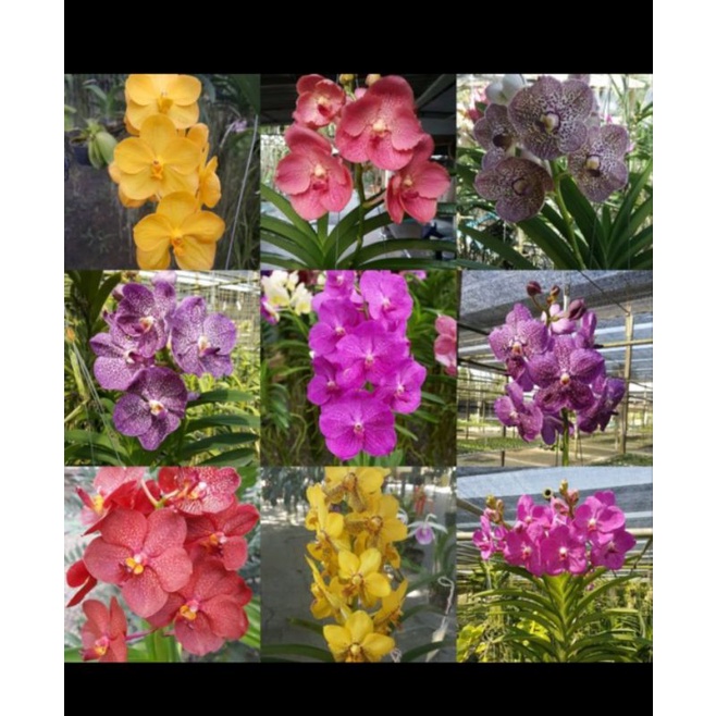 Jual Anggrek botol vanda banyak warna - Bibit botol anggrek vanda warna ...