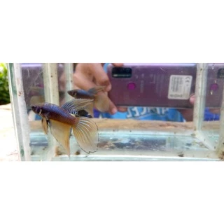 Jual ikan cupang slayer Harga Terbaik & Termurah Mei 2024 | Shopee ...