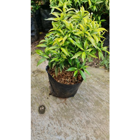 Jual TANAMAN SABRINA MINI TANAMAN HIAS SABRINA BUNGA PUTIH SABRINA ...