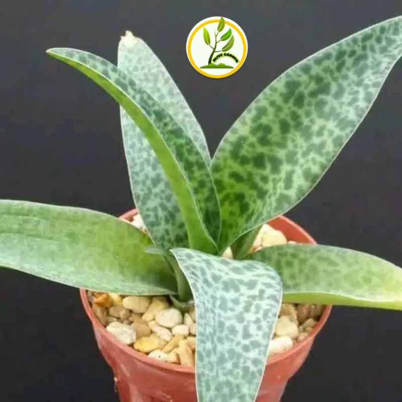 Jual Tanaman hias lidah katak - drimiopsis - mucalata lidah katak ...