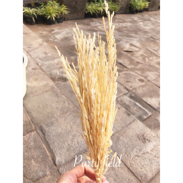 Jual BUNGA PADI KERING (-/+14tangkai) / dried paddy flower | Shopee ...