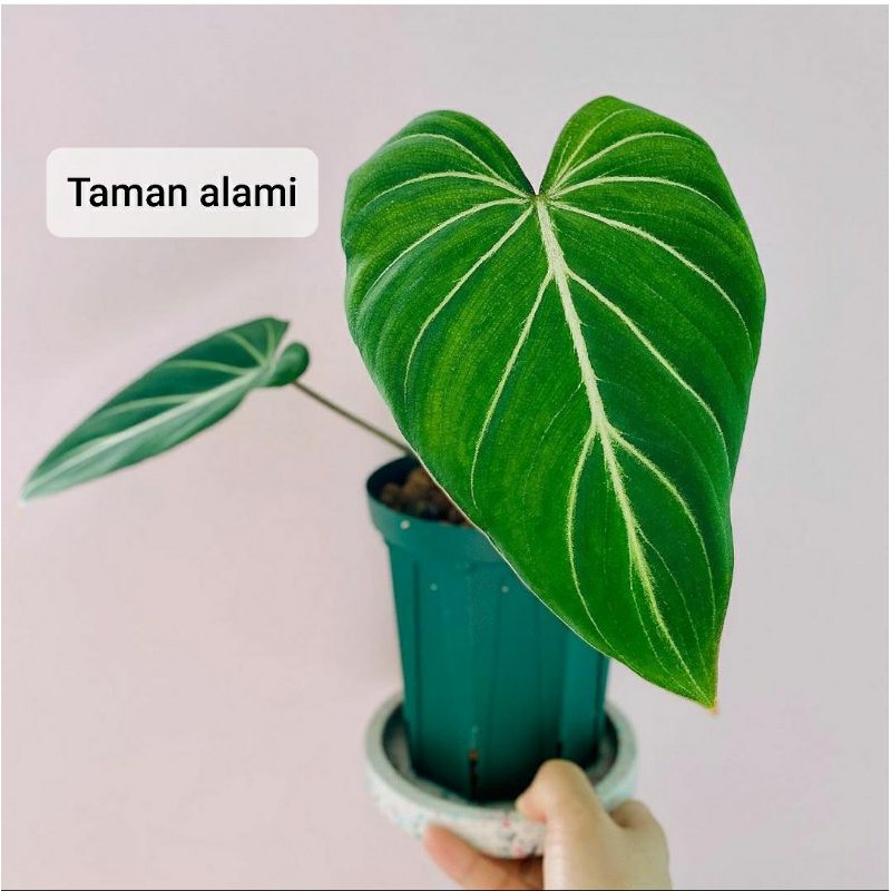 Jual philodendron gloriosum - tanaman hias philo gloriosum | Shopee ...