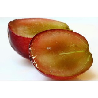 Jual bibit anggur Ruby roman (hasil grafting) cepat berbuah | Shopee ...