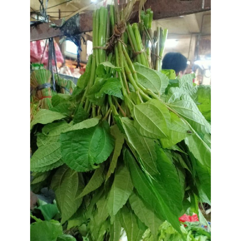 Jual Sayur Popohan Segar Per 3 Iket Shopee Indonesia