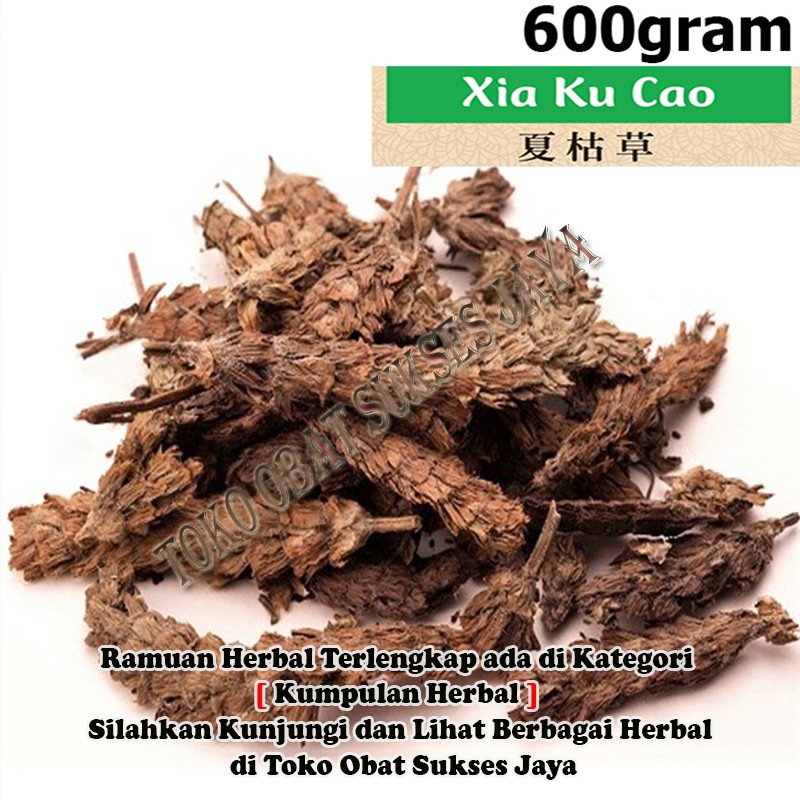 Jual [600gram] Xia Ku Cao - Spica Prunellae Vulgaris | Shopee Indonesia