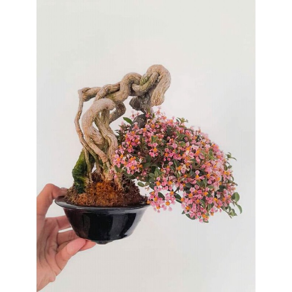 Jual Sakura Micro | bibit sakura micro | bonsai sakura micro | SAKURA ...