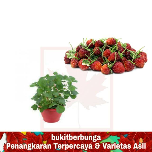 Jual Tanaman buah stroberi alexandria | Shopee Indonesia
