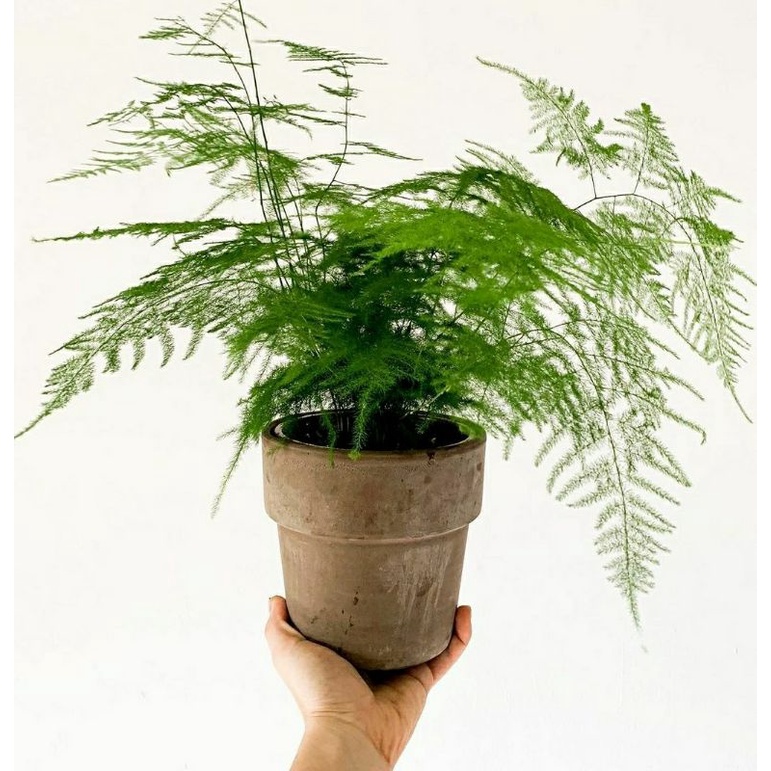 Jual TANAMAN HIAS FERN ( BISA COD) | Shopee Indonesia