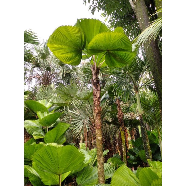 Jual Pohon palem kol | Shopee Indonesia