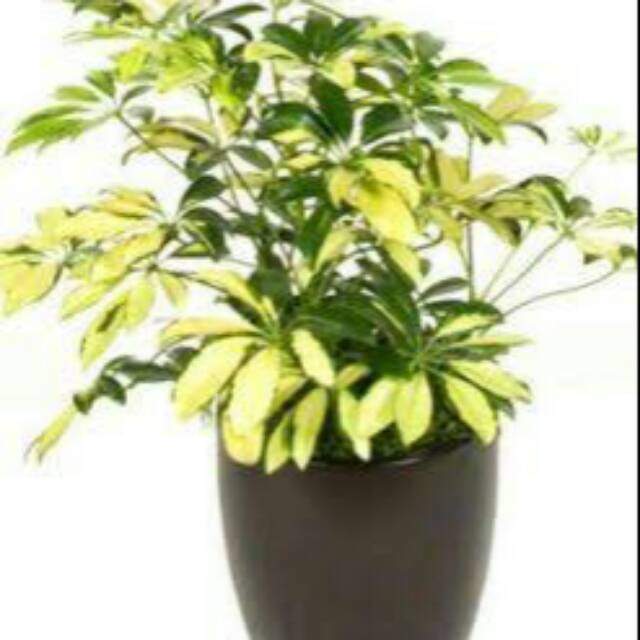 Jual Tanaman hias walisongo golden varigata - daun walisongo varigata ...