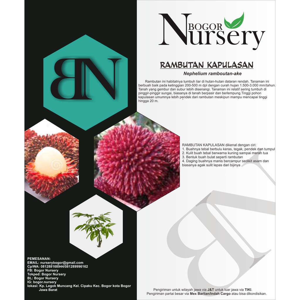 Jual Rambutan Kapulasan 70 cm | Shopee Indonesia