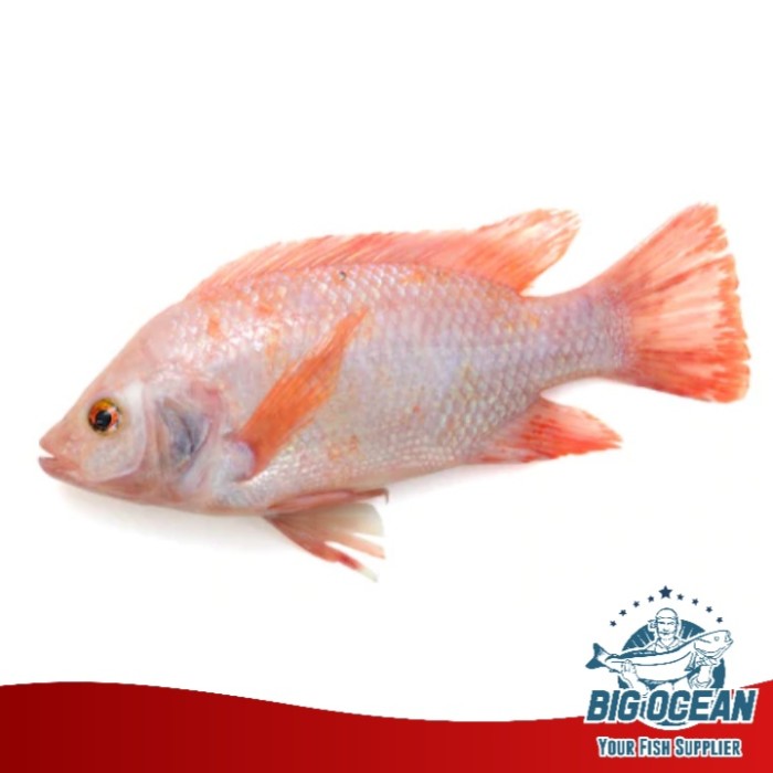 Jual Ikan Nila Merah | Red Tilapia @1kg | Shopee Indonesia