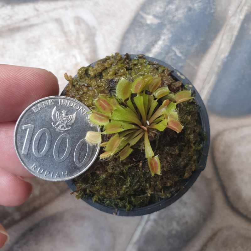 Jual bibit venus flytrap fine tooth x red 2cm | Shopee Indonesia