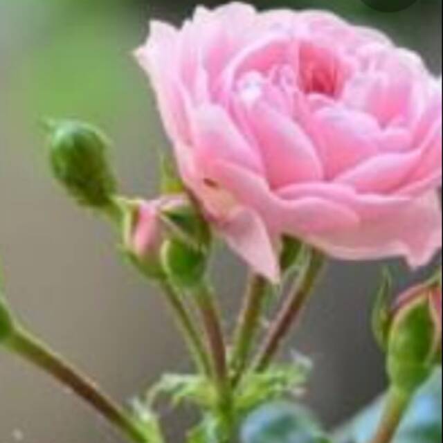 Jual Bunga mawar Flory pink ( baby rose ) | Shopee Indonesia