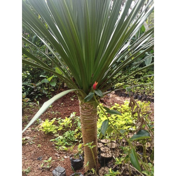 Jual pandan bali 1meter batang besar | Shopee Indonesia