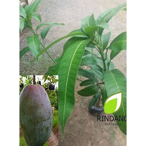Jual Uk1 Bibit Buah Mangga Kiojay Thailand I Mangga Kio Jay Thailand ...
