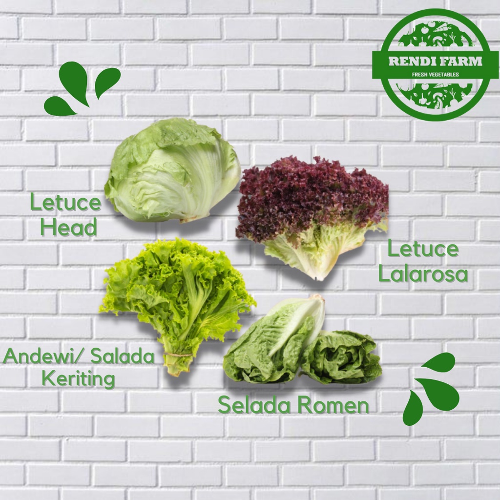 Jual SAYUR SEGAR - LETUCE / ROMAIN / LALAROSA / ANDEWI 500 GRAM ...