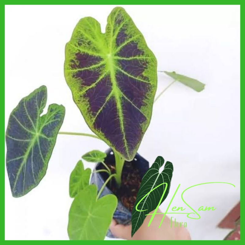 Jual KELADI BLACK MAGIC - CALADIUM BLACK MAGIC | Shopee Indonesia