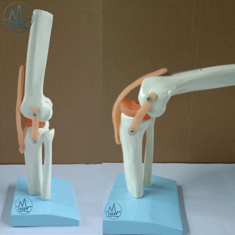 Jual HUMAN KNEE JOINT MODEL/TORSO SENDI LUTUT MANUSIA/ALAT PERAGA ...