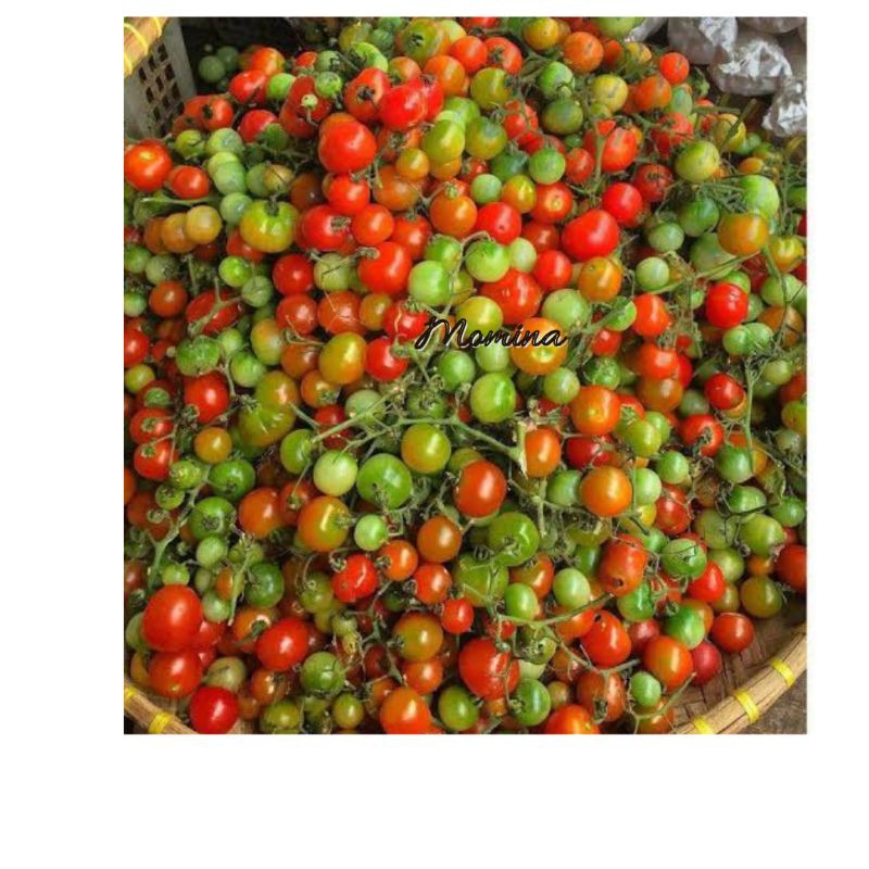 Jual Buah Rampai 250gram tomat kecil | Shopee Indonesia