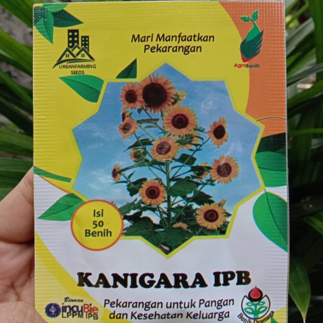 Jual (REPACKING) Benih Bunga Matahari KANIGARA Incubie IPB isi 5 benih ...