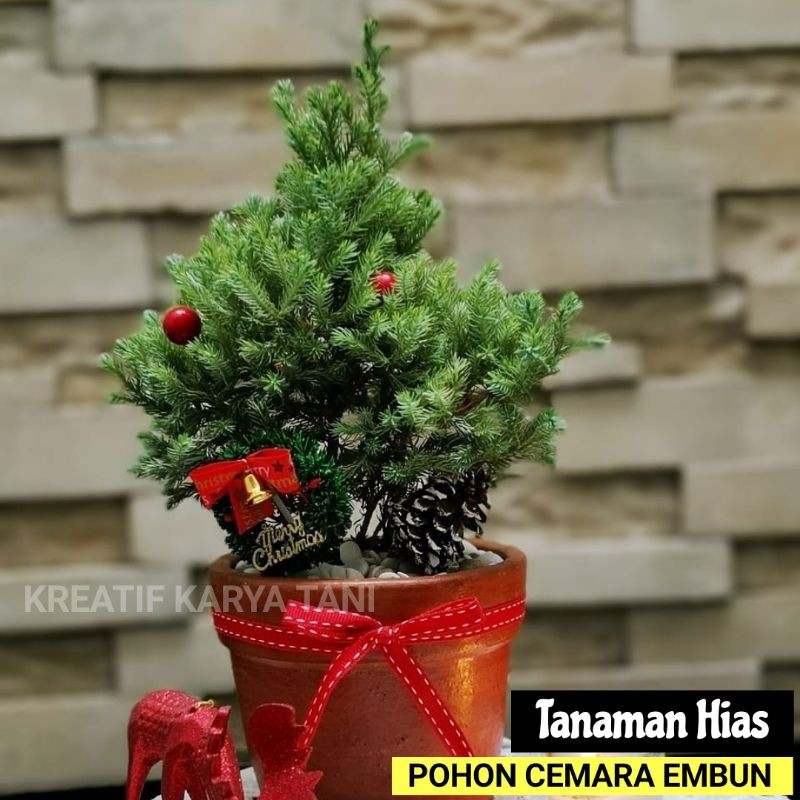 Jual Tanaman hias pohon Cemara Embun - Tanaman cemara embun ( TERLARIS ...