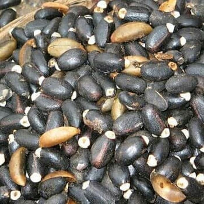 Jual TERBARU Benih Biji Daun Jarak Pagar 1000biji Siap Semai/Biji Jarak ... Jual TERBARU Benih Biji Daun Jarak Pagar 1000biji Siap Semai/Biji Jarak ...