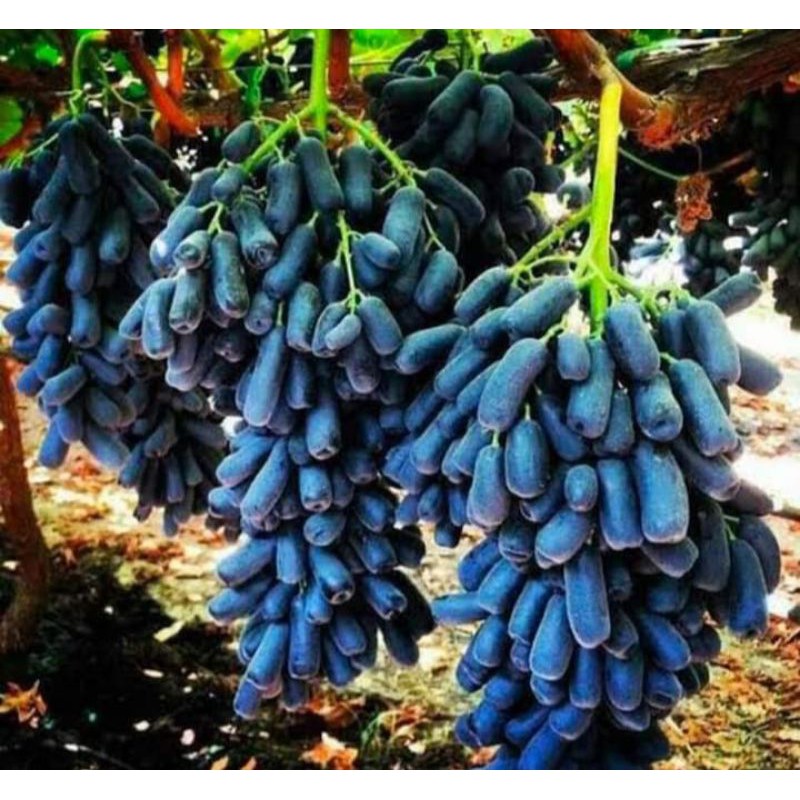Jual bibit anggur import moondrop Premium Unggulan bisa COD | Shopee ...