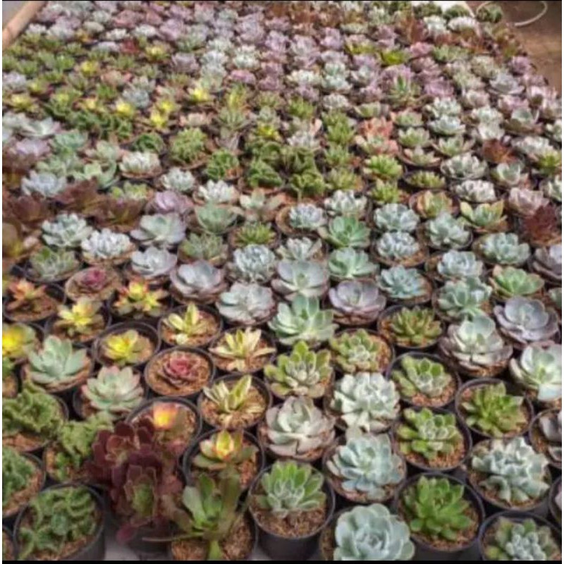 Jual Paket Sukulen Mini 30pcs (free pot) | Shopee Indonesia