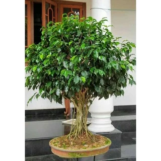 Jual Pohon Beringin Terlengkap & Harga Terbaru Juni 2025 | Shopee Indonesia