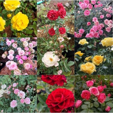 Jual Baby Rose Tanaman Mawar Bunga Baby Rose Bunga Mawar Baby Rose ...