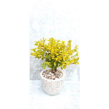 Jual LEGISTRUM/Ligustrum Daun Kuning | Shopee Indonesia