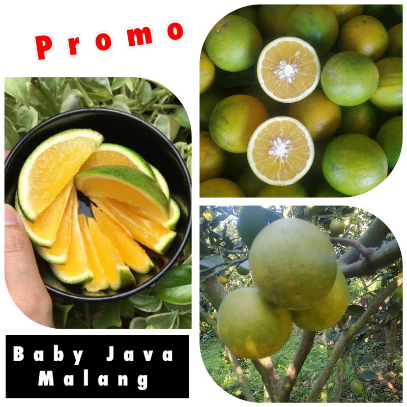 Jual Jeruk baby sunpride|buah segar bandung|nuri fruits|buah segar|buah ...