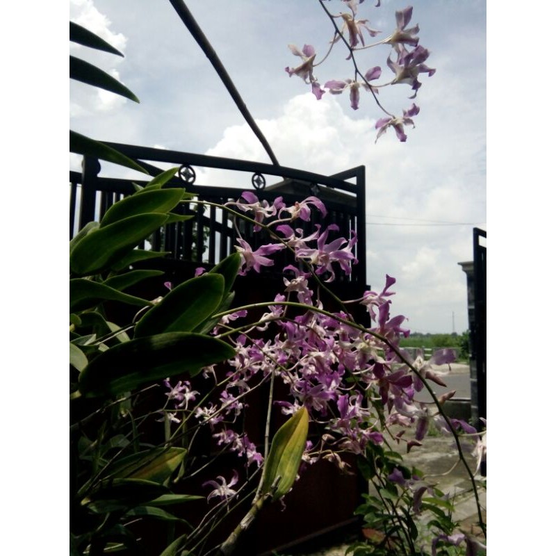 Jual ANGGREK DENDROBIUM SUPERBIEN SUPERBIN REMAJA MURAH | Shopee Indonesia