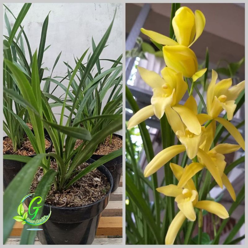 Jual Anggrek Cymbidium Bunga Anggrek Hidup Tanaman Anggrek Tanah ...