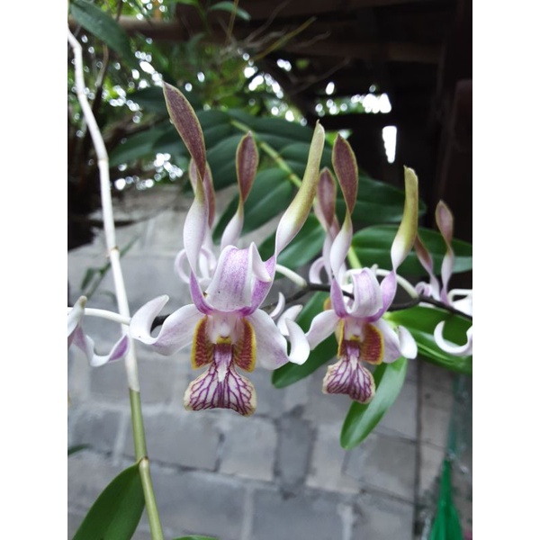 Jual Jual Anggrek Dendrobium Samarai Silangan Antenantum dan Stratiotes ...