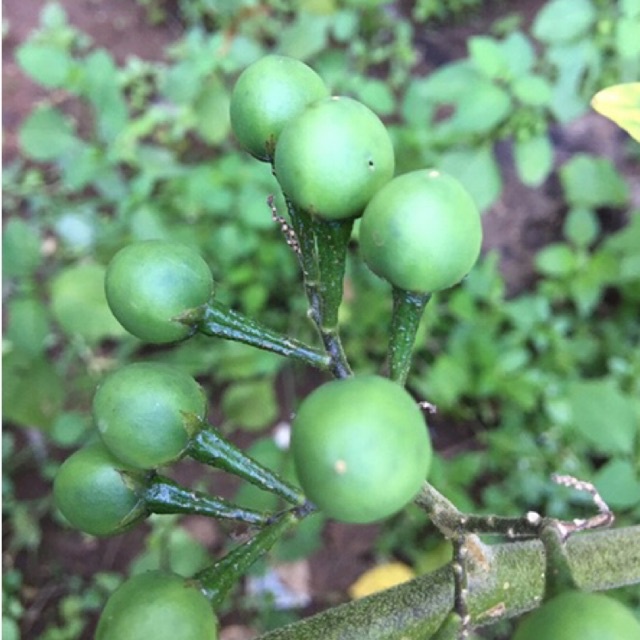 Jual buah cepokak segar 500gr | Shopee Indonesia