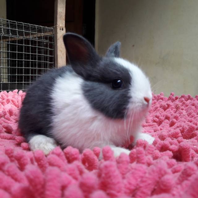 Jual kelinci mini dutch belanda | Shopee Indonesia