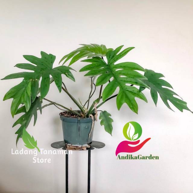 Jual Tanaman Philodendron Mayoi - Bibit Tanaman Philo Mayoi | Shopee ...